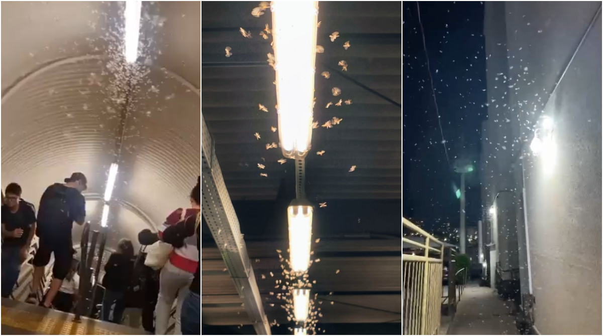 Bicho de luz, siriri ou aleluia? BH é 'invadida' por insetos voadores