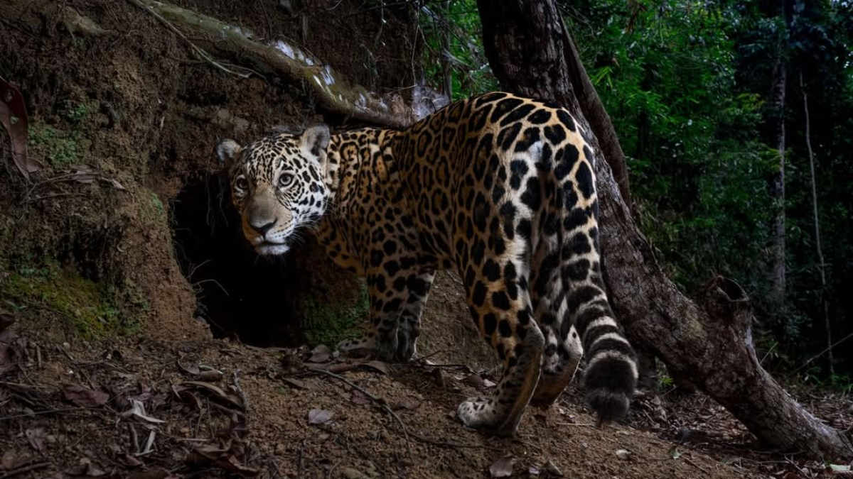 Foto de onça em Minas ganha destaque na National Geographic